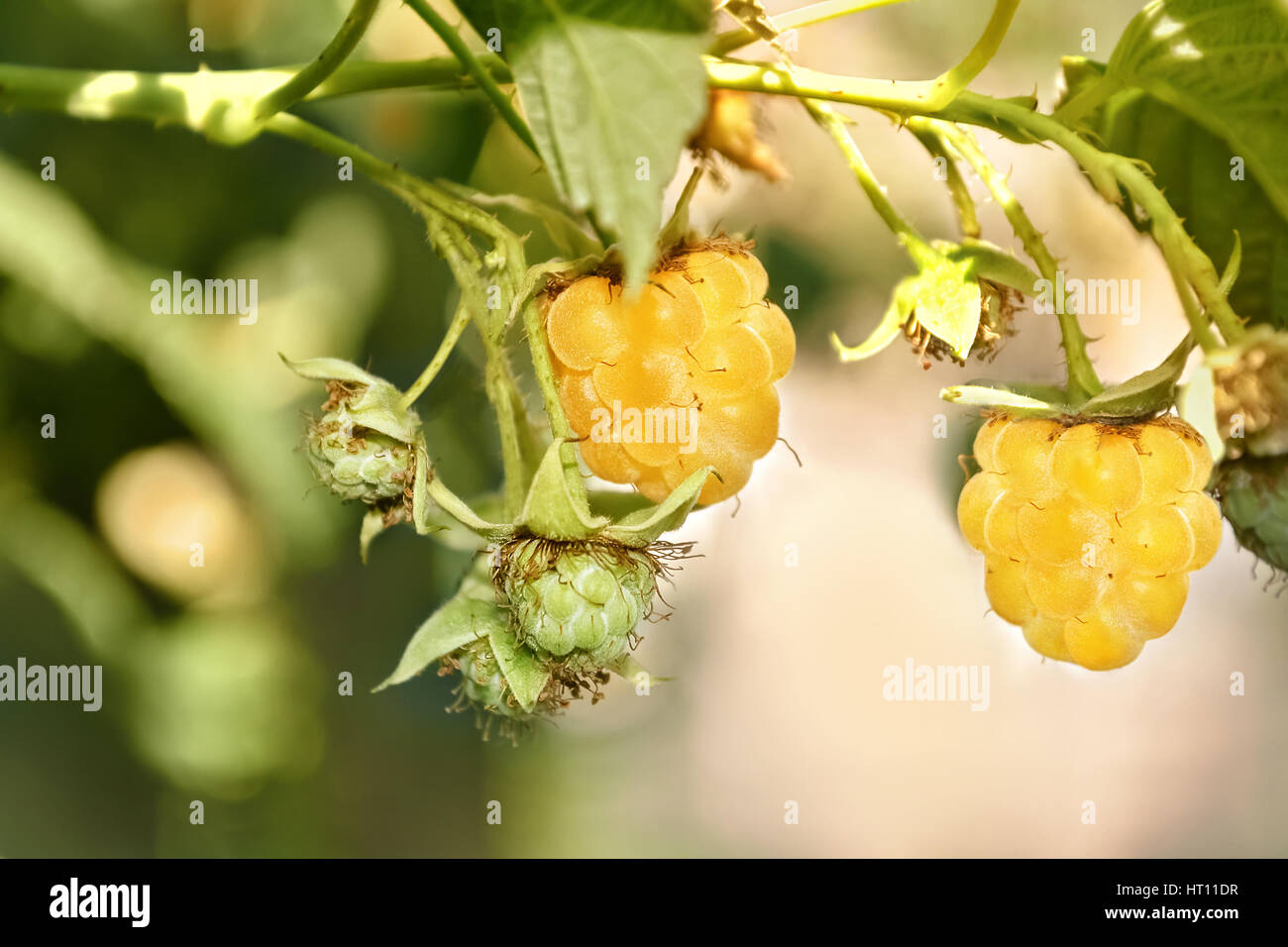A raspberry branch hi-res stock photography and images - Alamy