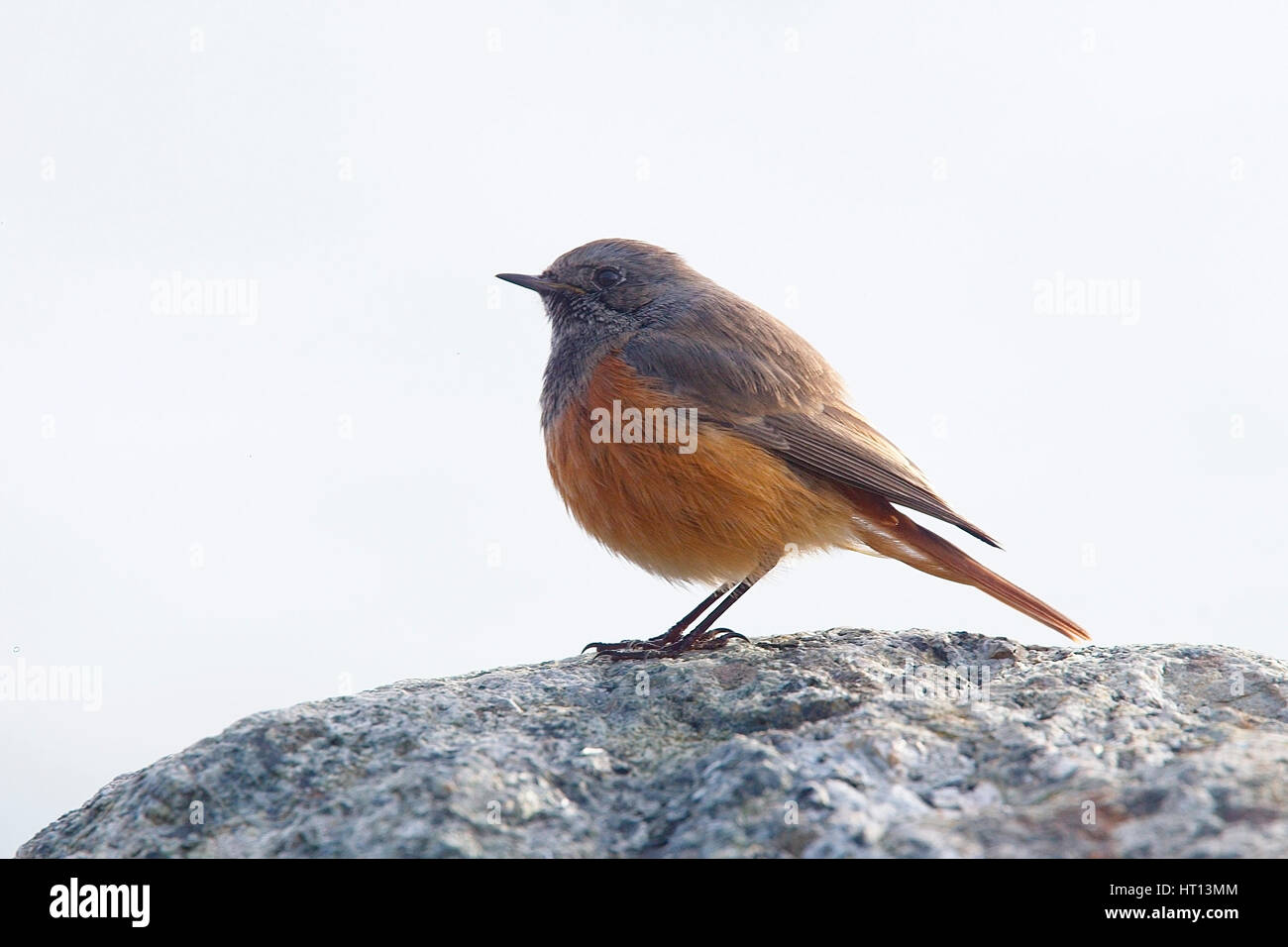 Black Redstart (eastern race, Phoenicurus ochruros phoenicuroides), a ...