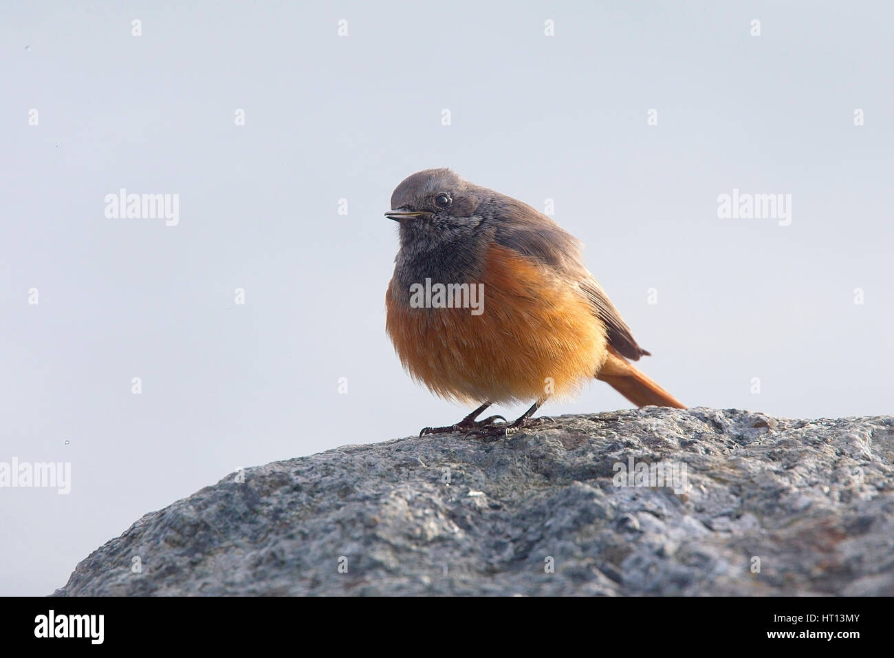 Black redstart hi-res stock photography and images - Alamy