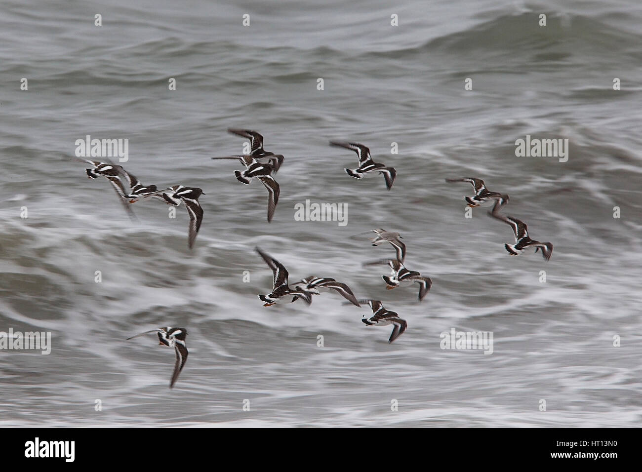 Group of Ruddy Turnstone (Arenaria interpres) in flight over the sea ...