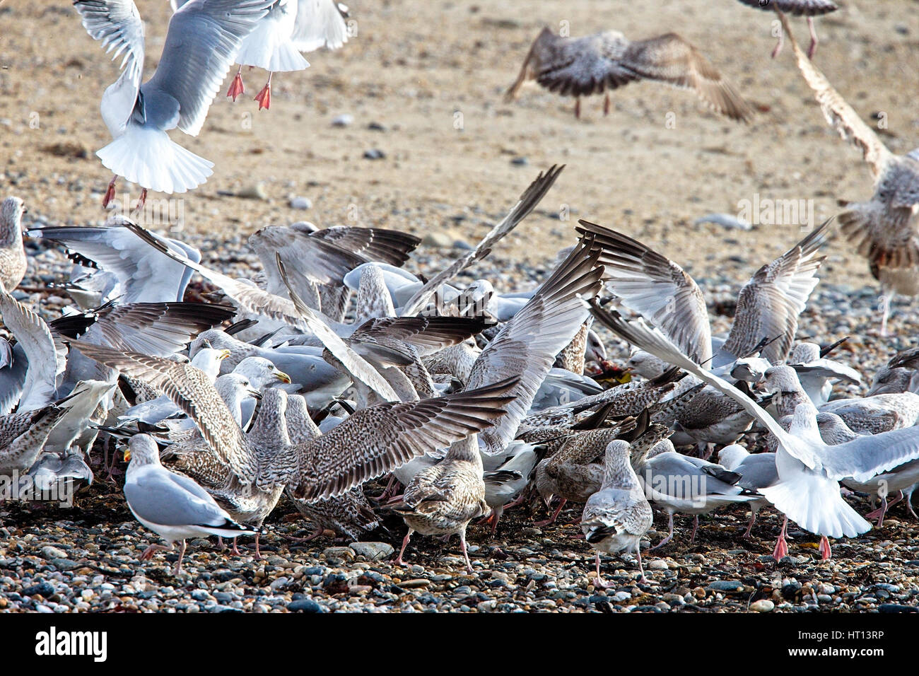 Herring Gulls (Larus argentatus) mixed age group feasting on beached ...