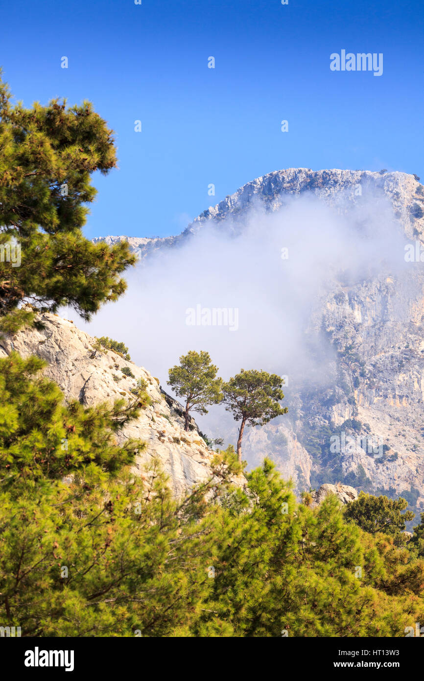 Pine trees mountains in hi-res stock photography and images - Alamy