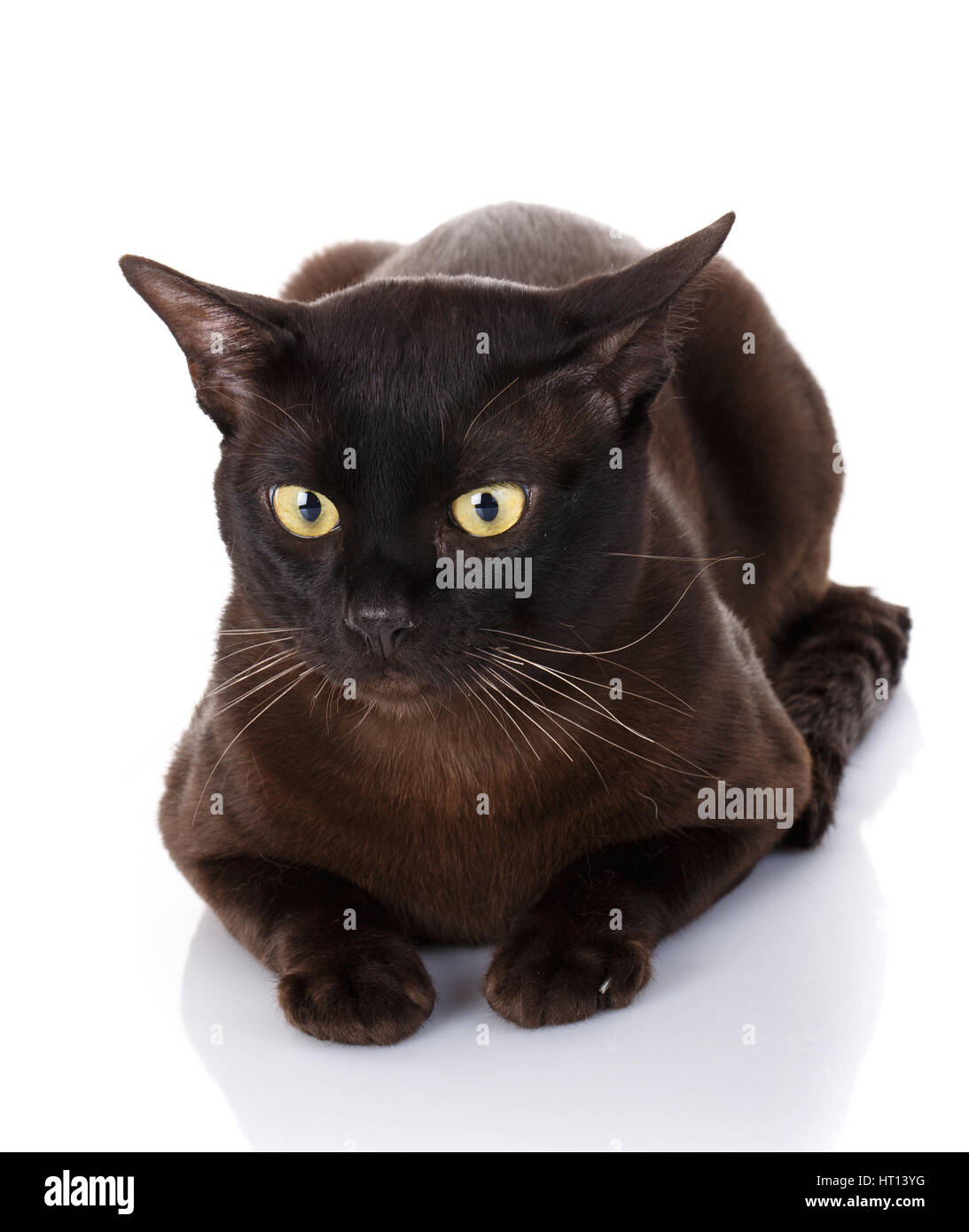 Black Burmese Cat