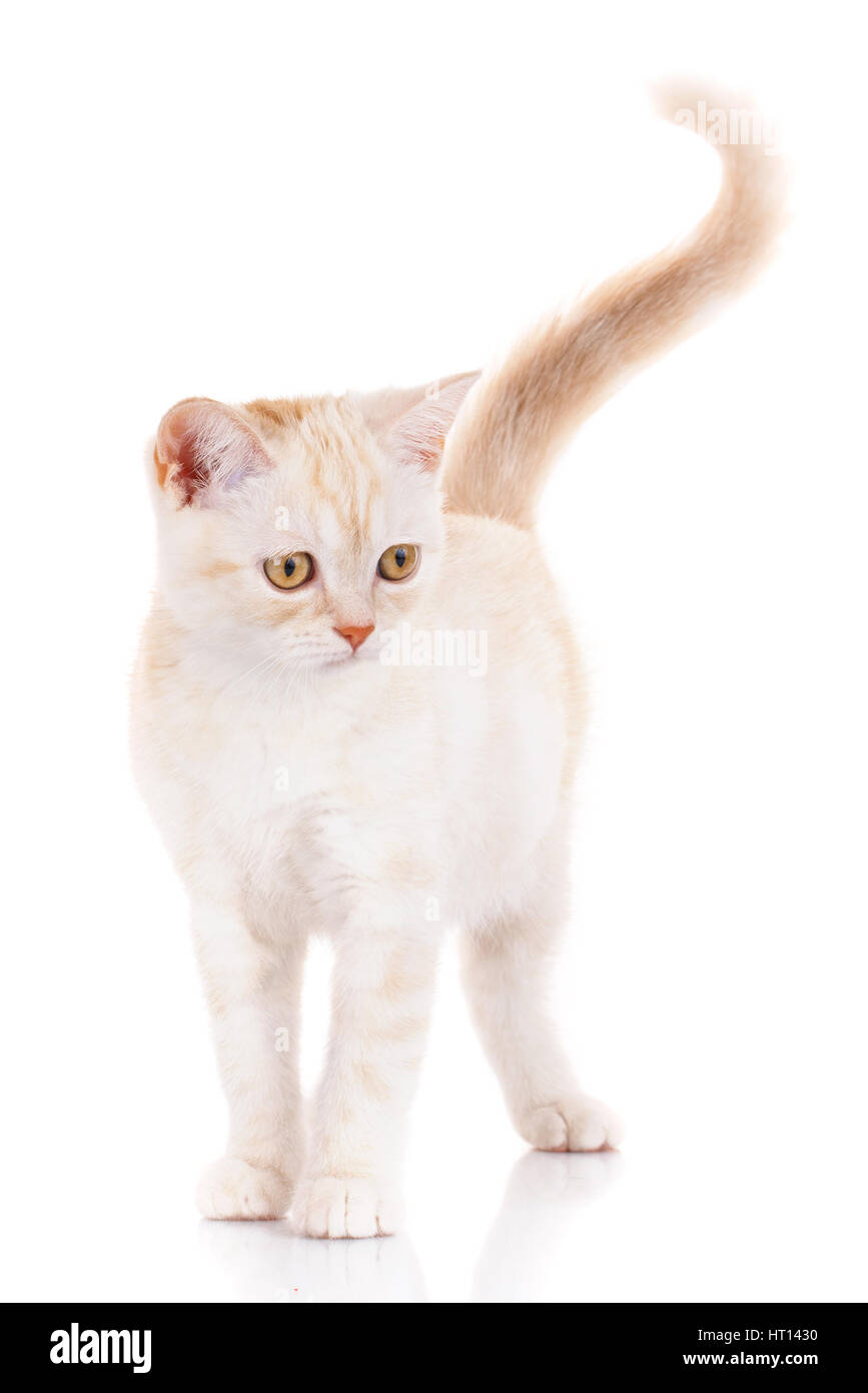 Straight on portrait Cut Out Stock Images & Pictures - Alamy