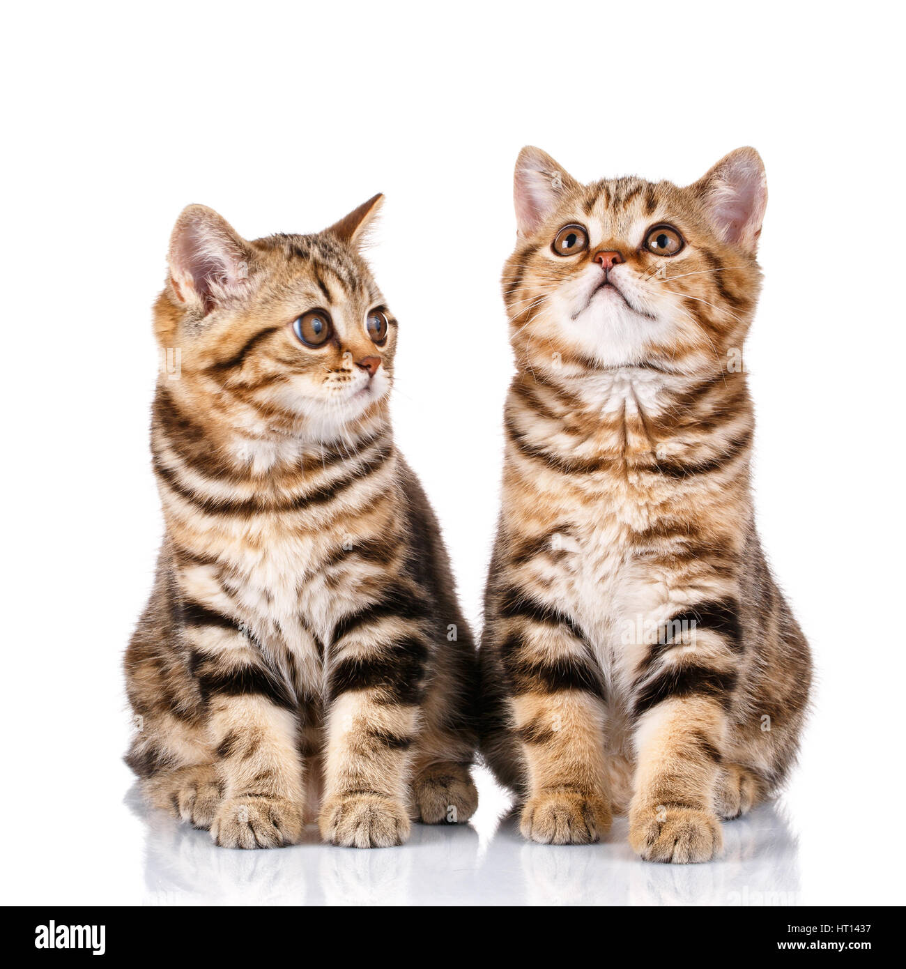 couple Scottish kittens sitting on white background Stock Photo - Alamy
