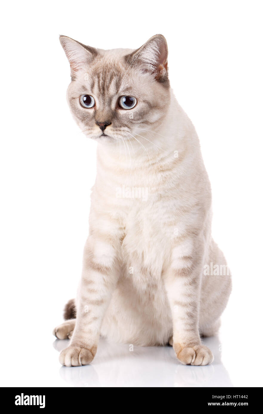 white scottish cat with blue eyes on white background Stock Photo - Alamy