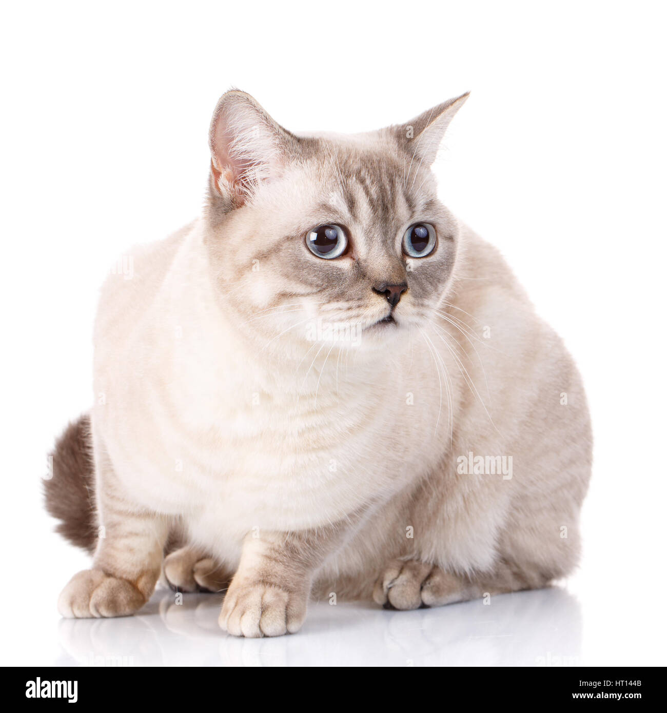white scottish gray cat with blue eyes on white background Stock Photo ...