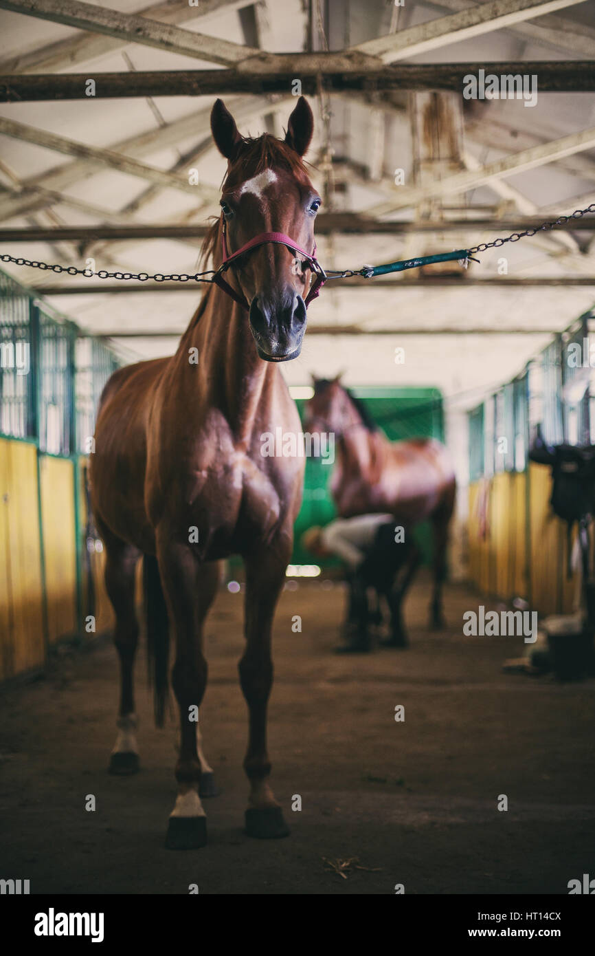 horse standing tied in a stable, looking into the camera Stock Photo ...