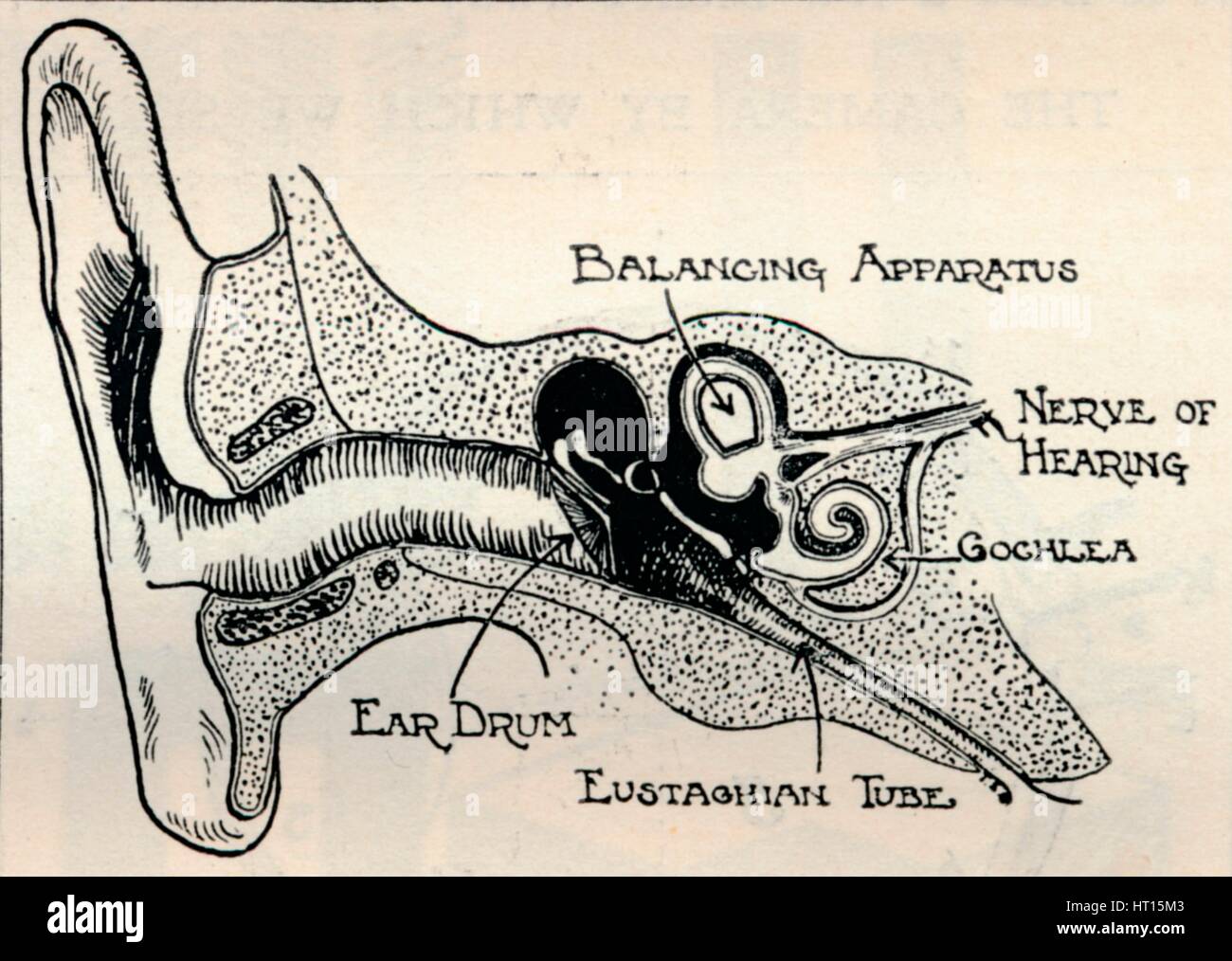 Ear drum diagram hi-res stock photography and images - Alamy