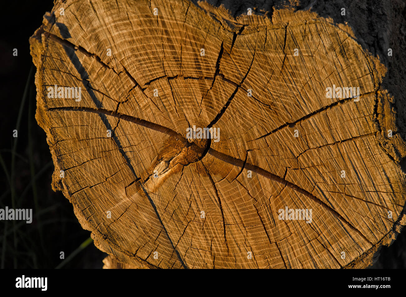 Tree stump that can be used as texture Stock Photo - Alamy
