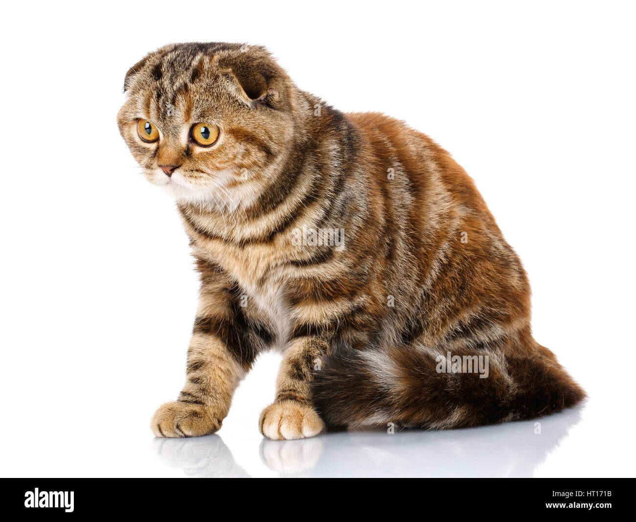 cute Scottish fold cat bicolor stripes isolated on white background ...