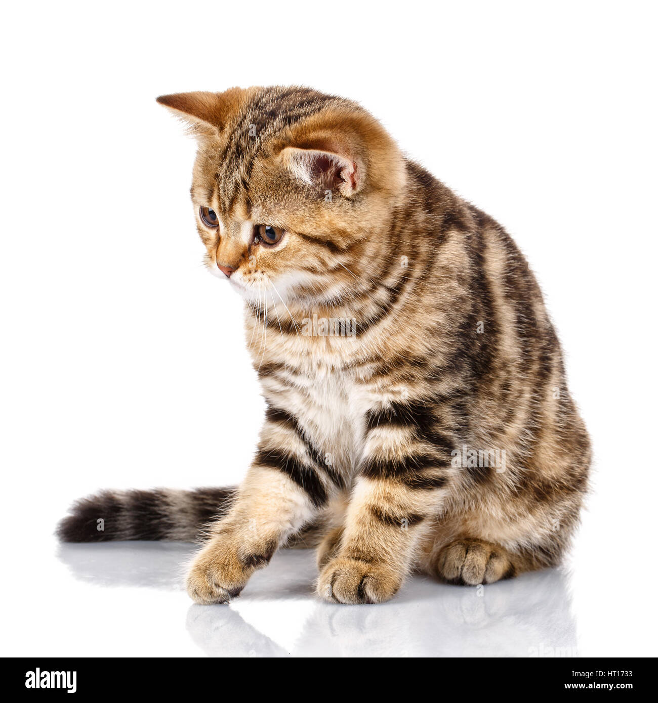 sad Scottish kitten sitting on white background and looks down Stock ...
