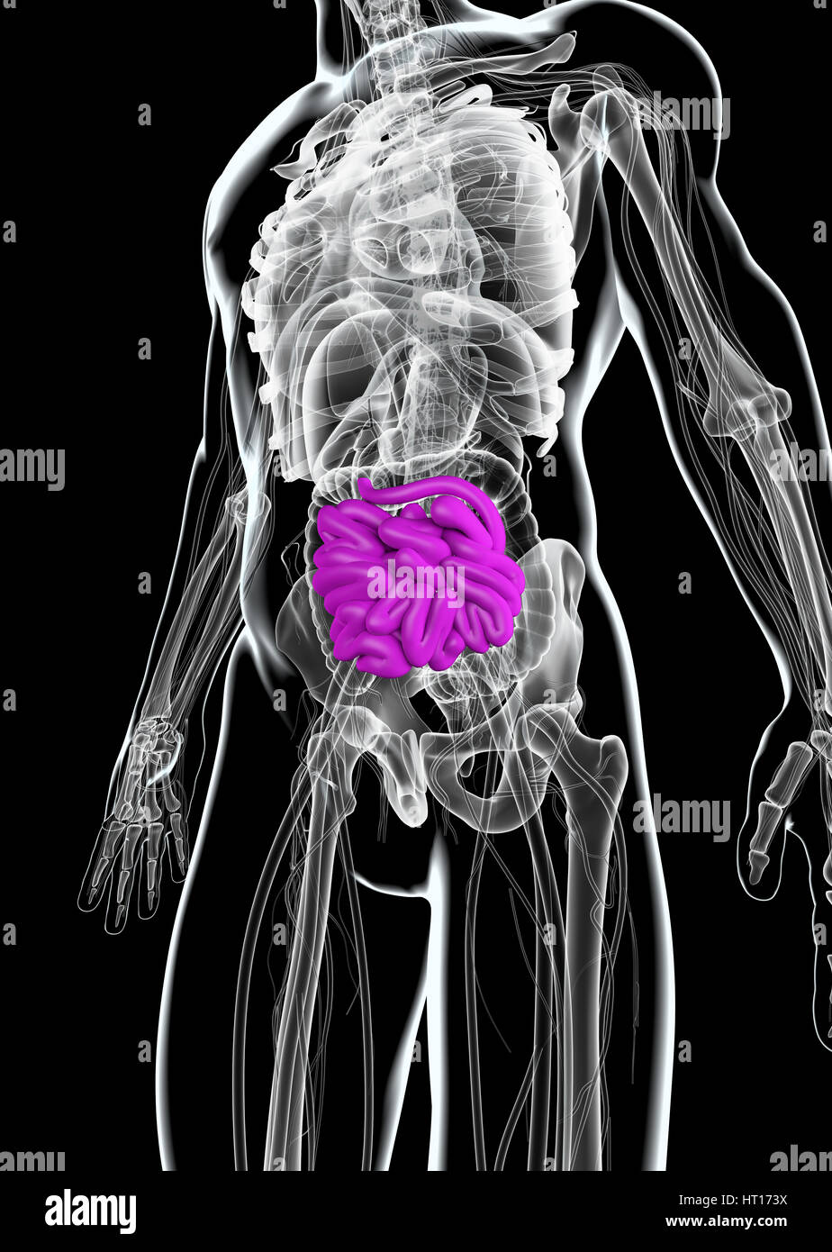 3D illustration of Small Intestine, Part of Digestive System Stock ...