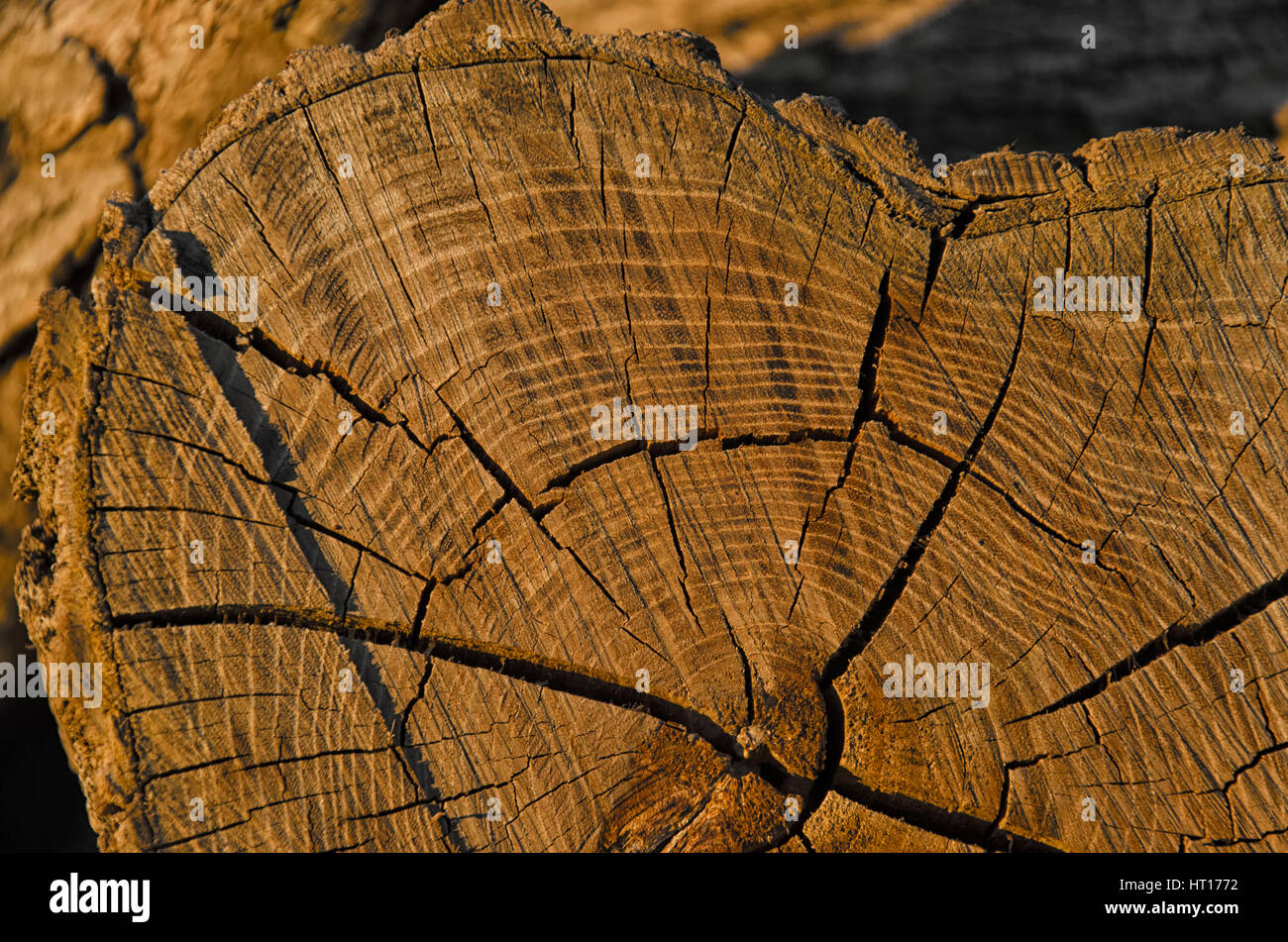 Xylem hi-res stock photography and images - Alamy