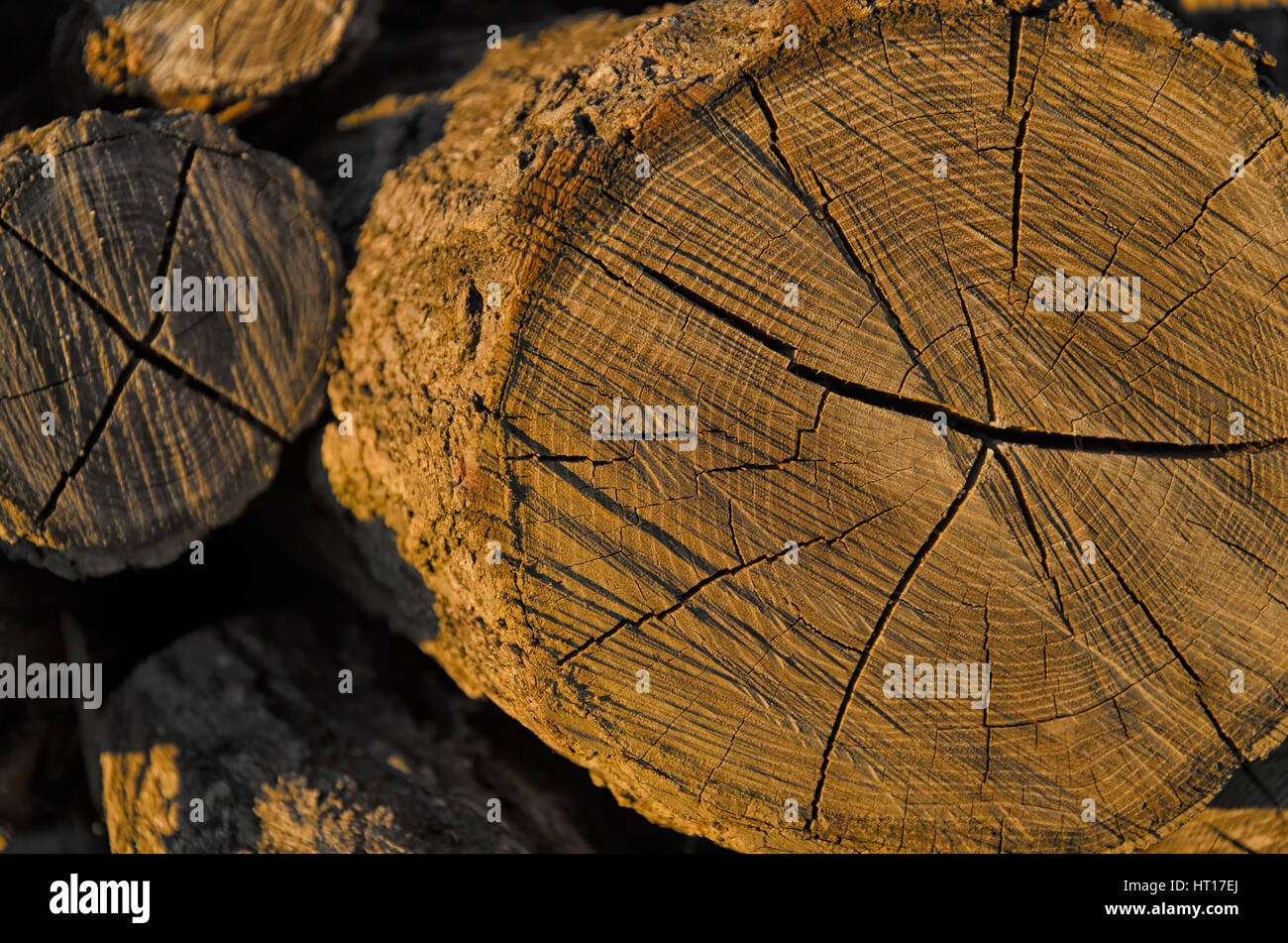View of a tree stump in detail Stock Photo - Alamy