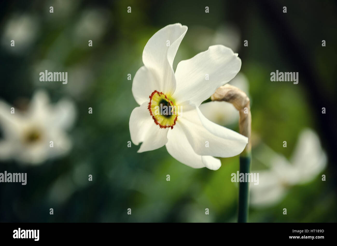 Miracle of the spring hi-res stock photography and images - Alamy