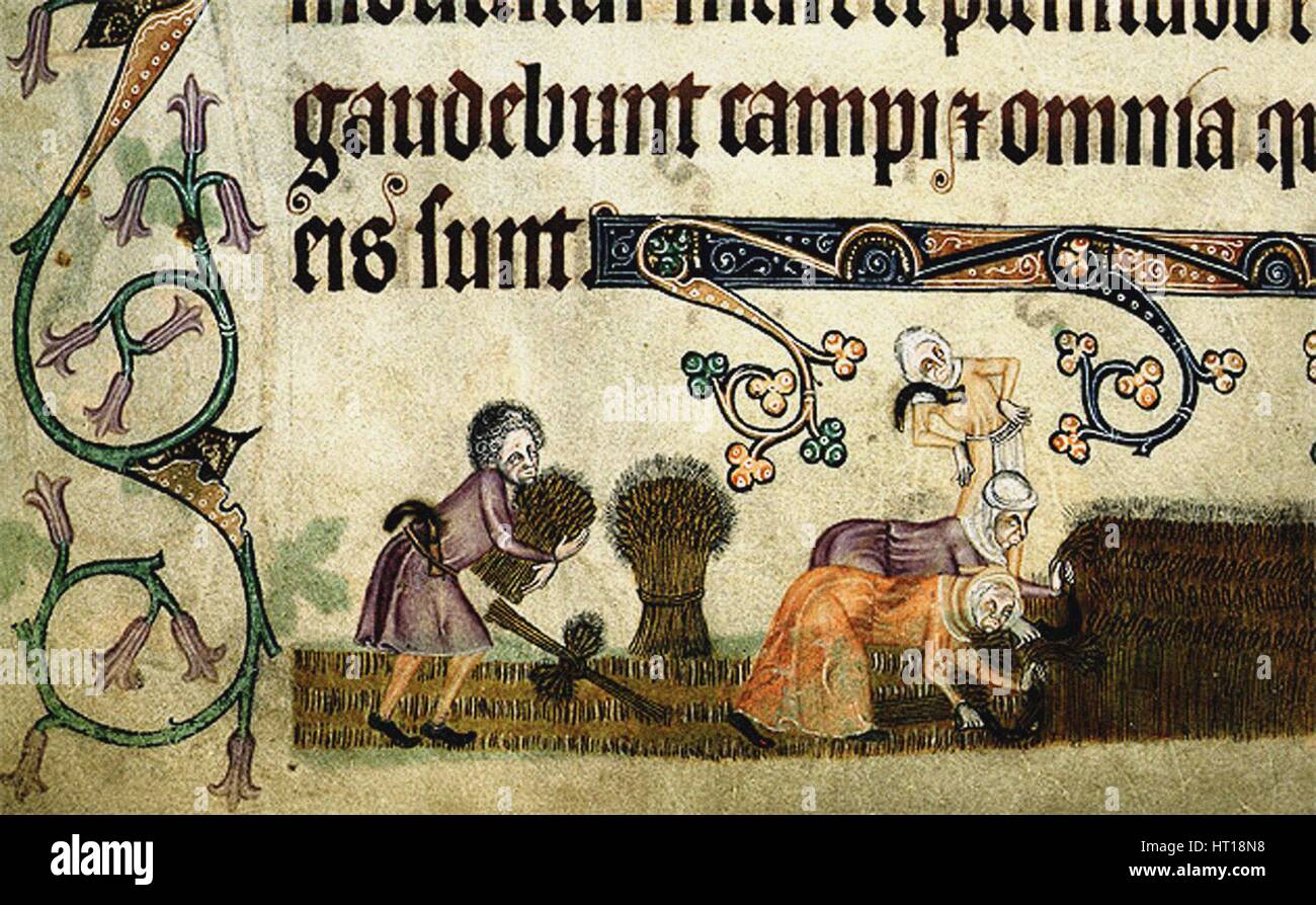 Reaping and binding sheaves (From the Luttrell Psalter), ca 1330 ...