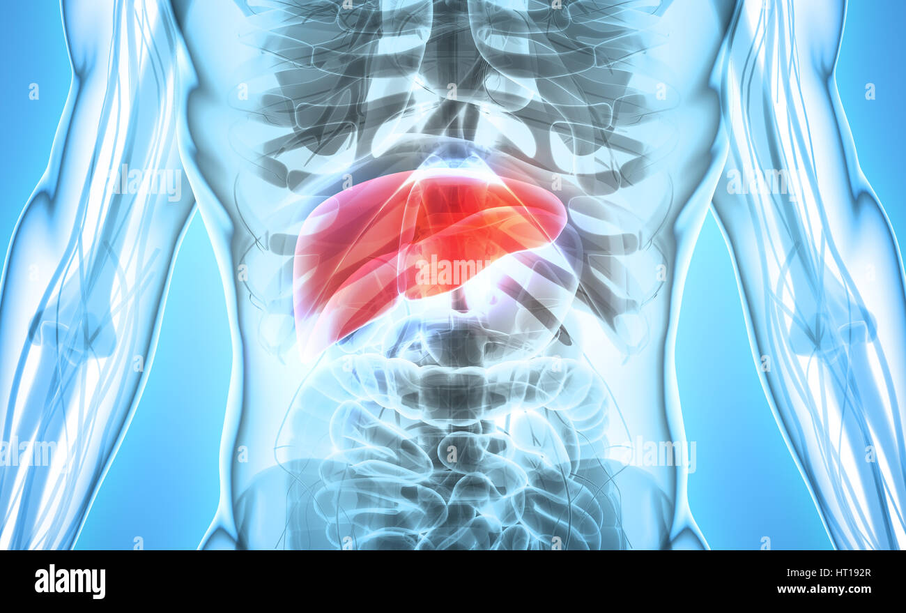 3D illustration of Liver - Part of Digestive System Stock Photo - Alamy