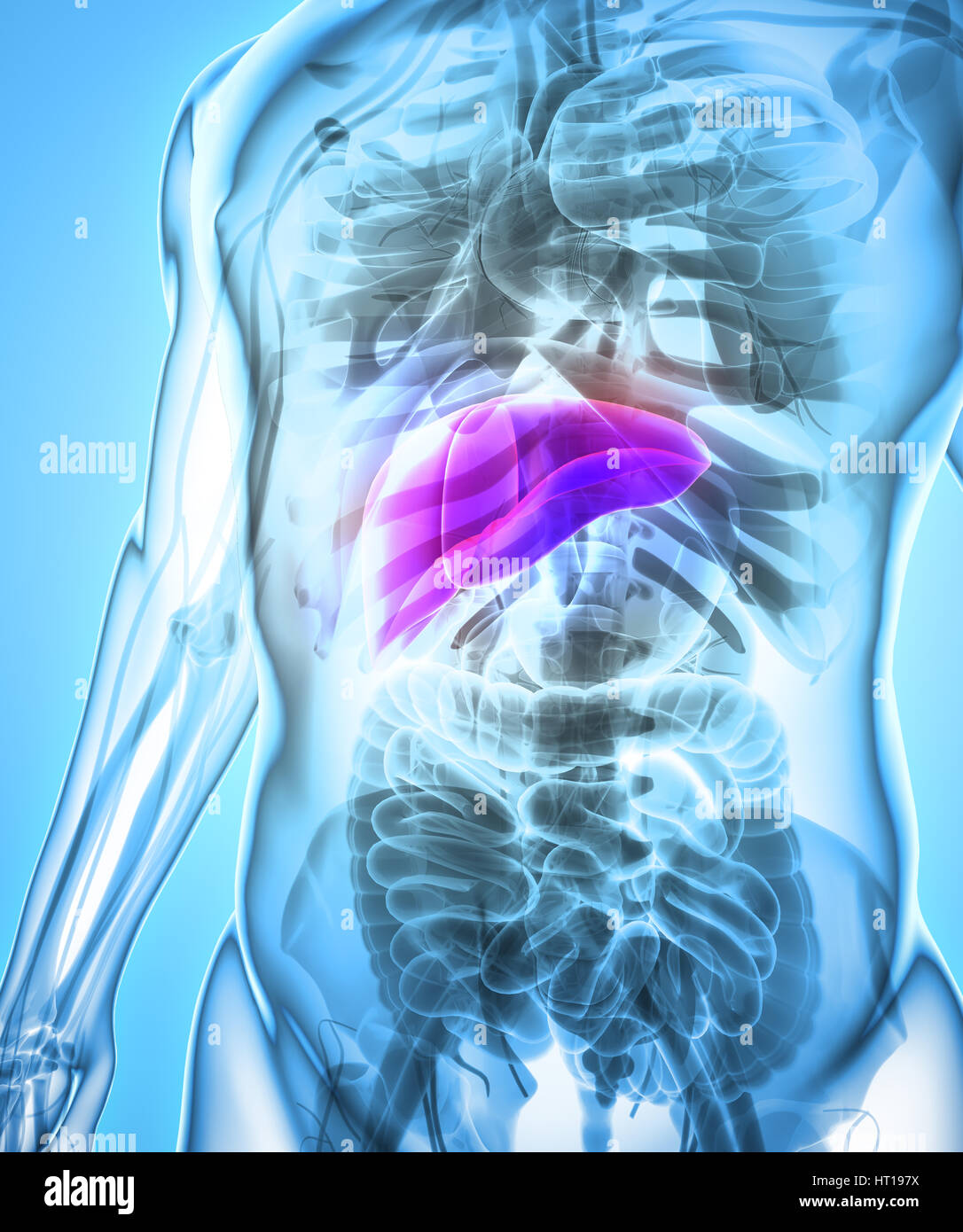 3D illustration of Liver - Part of Digestive System Stock Photo - Alamy