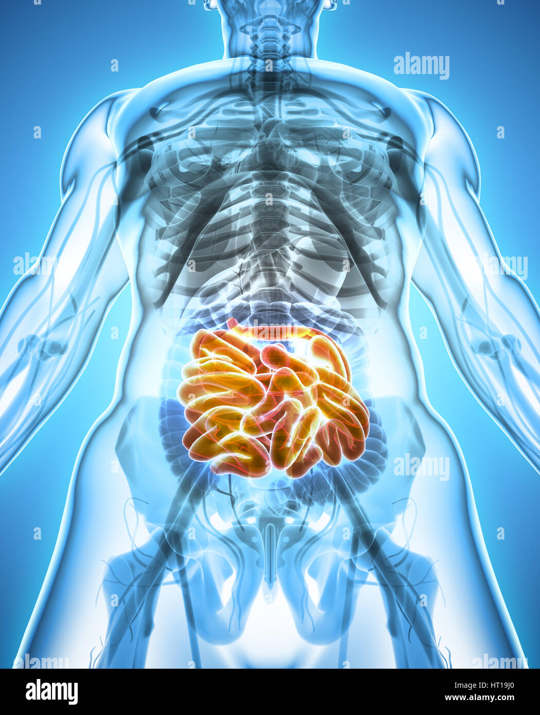 3D illustration of Small Intestine, Part of Digestive System Stock ...