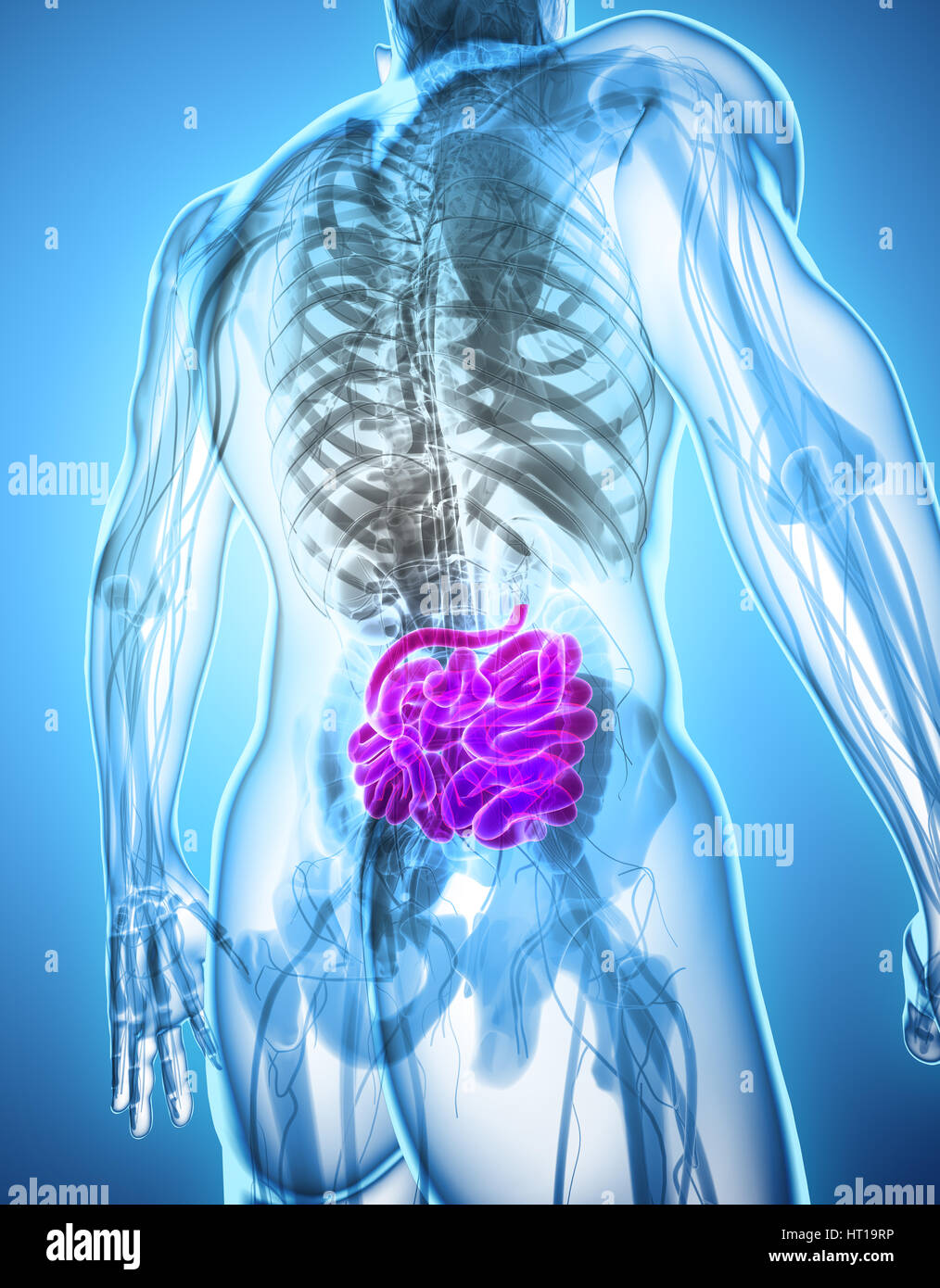 Transparent digestive system hi-res stock photography and images - Alamy