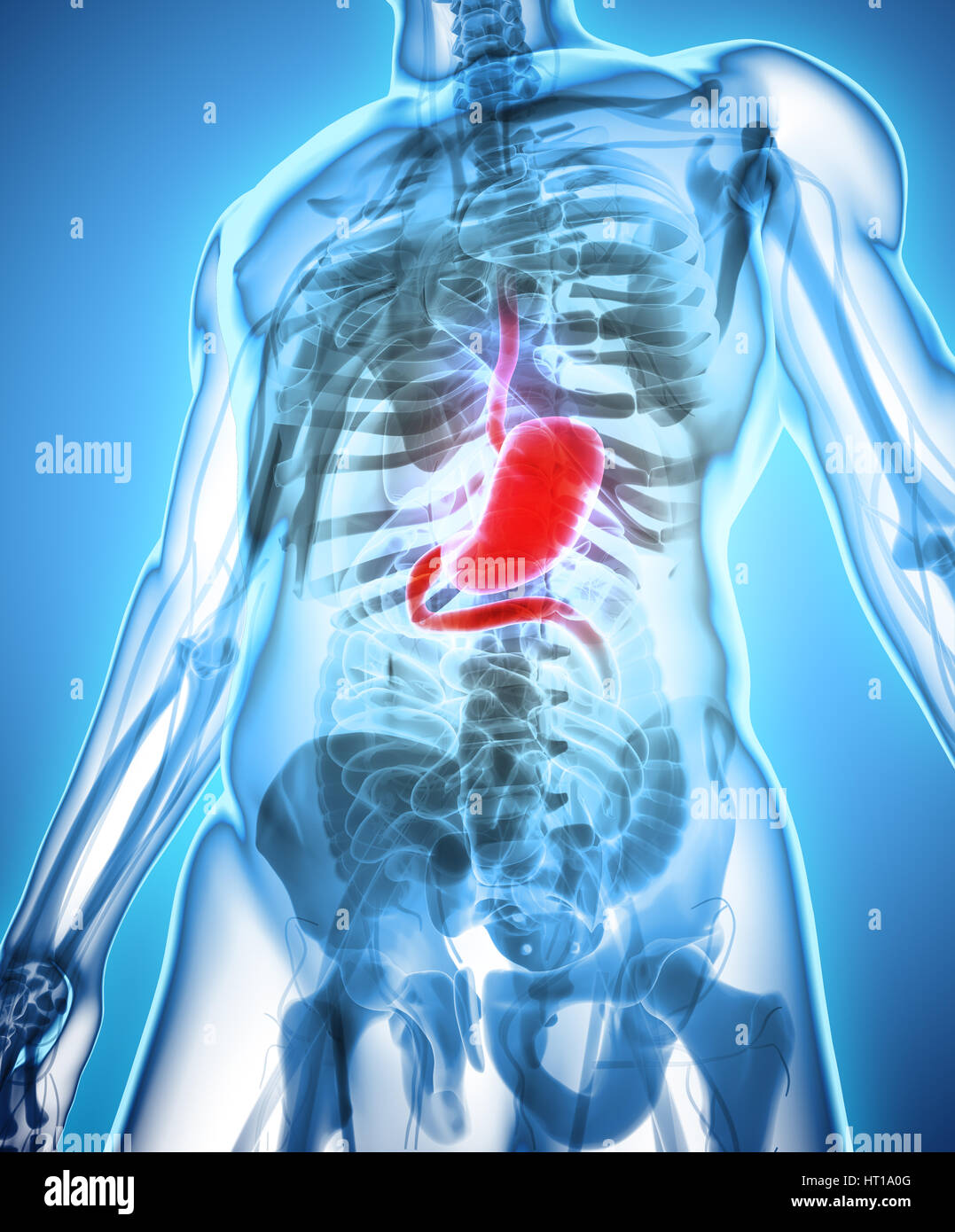 3D illustration of Stomach, Part of Digestive System, anatomy detail ...