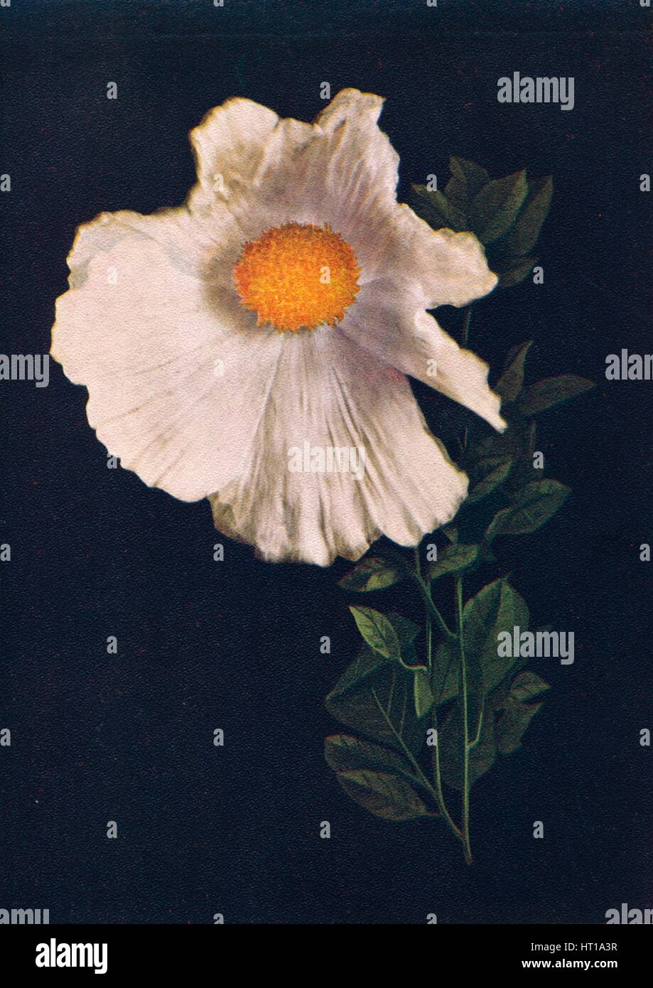 Black and white california poppy hi-res stock photography and images ...