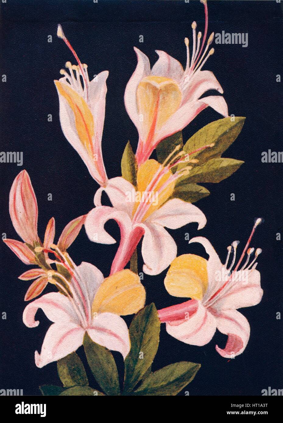 Emma graham hi-res stock photography and images - Alamy