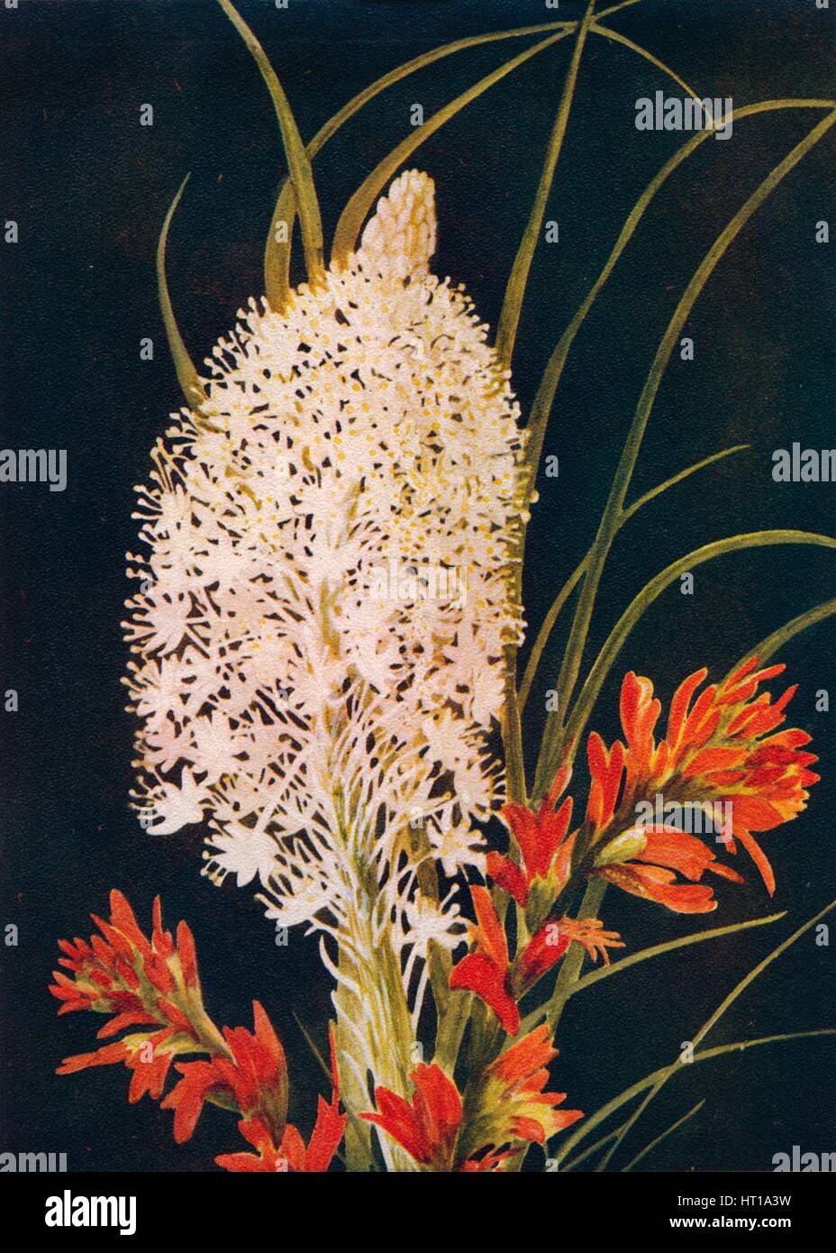 'Squaw Grass and Scarlet Paint Brush', c1915, (1915). Artist: Emma ...