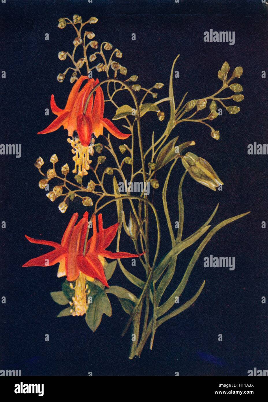 'Columbine', c1915, (1915). Artist: Emma Graham Clock Stock Photo - Alamy
