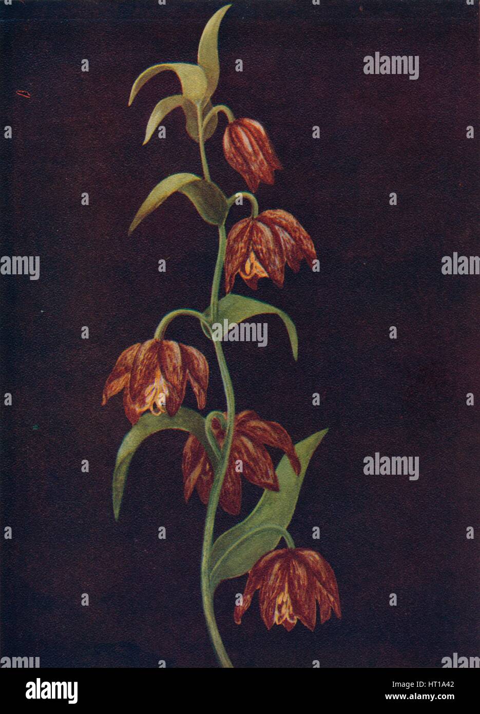 Emma graham hi-res stock photography and images - Alamy