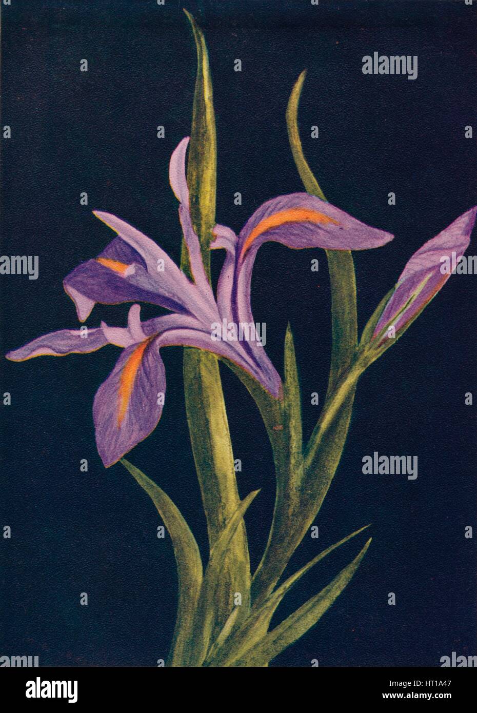 Iris graham hi-res stock photography and images - Alamy