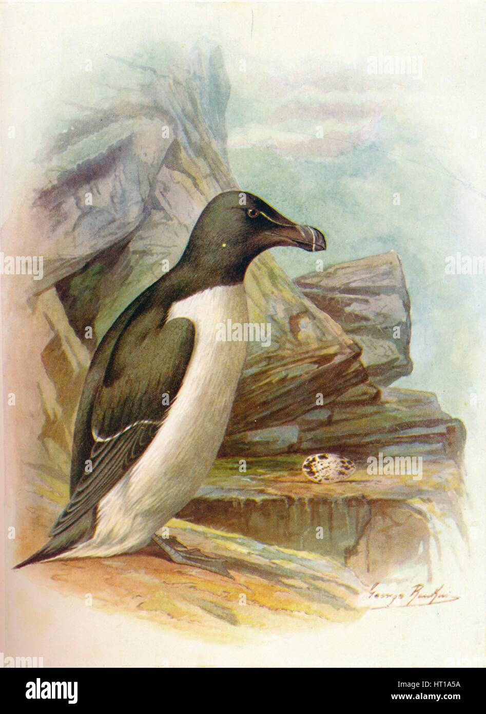 Razorbill nest egg hi-res stock photography and images - Alamy