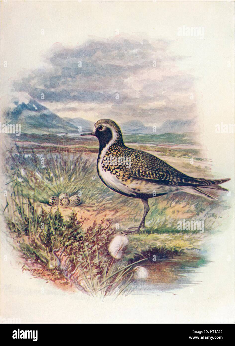 'Golden Plover - Charad'rius pluvia'lis', c1910, (1910). Artist: George ...