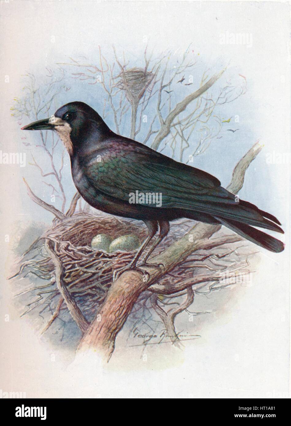 Side view of a rook hi-res stock photography and images - Alamy