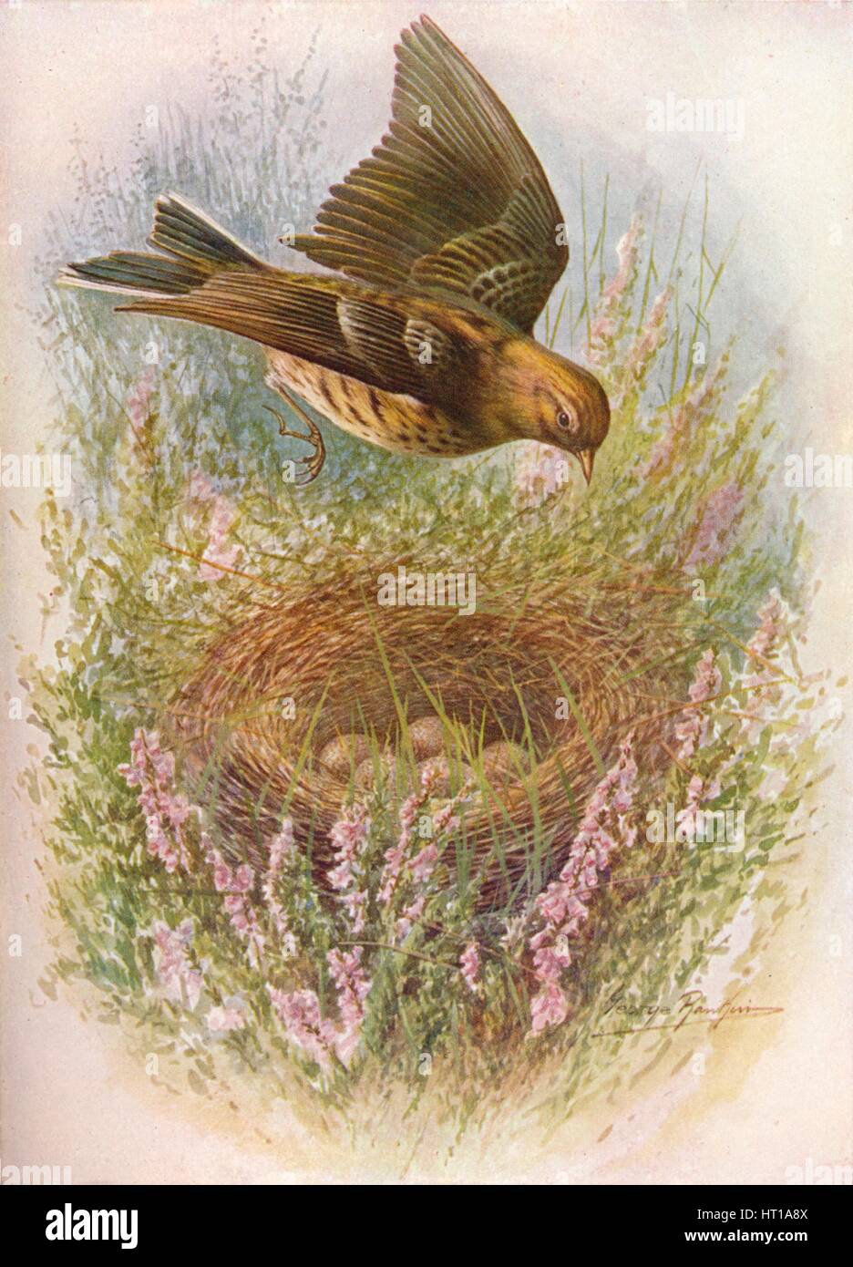 'Meadow-Pipit or Titlark - An'thus praten'sis', c1910, (1910). Artist ...