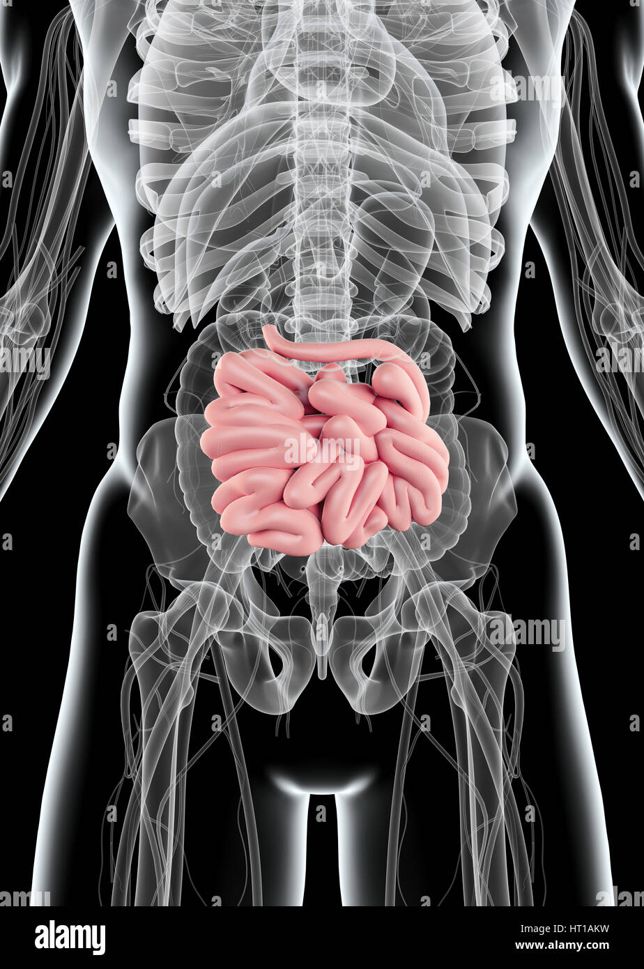 3D illustration of Small Intestine, Part of Digestive System Stock ...