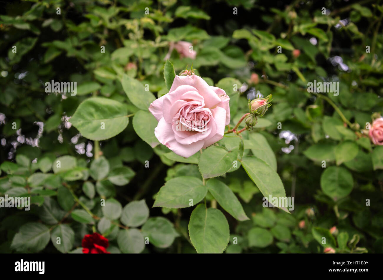 Species of flowers hi-res stock photography and images - Alamy