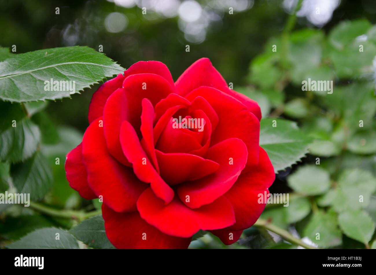 Velvet red rose bush hi-res stock photography and images - Alamy