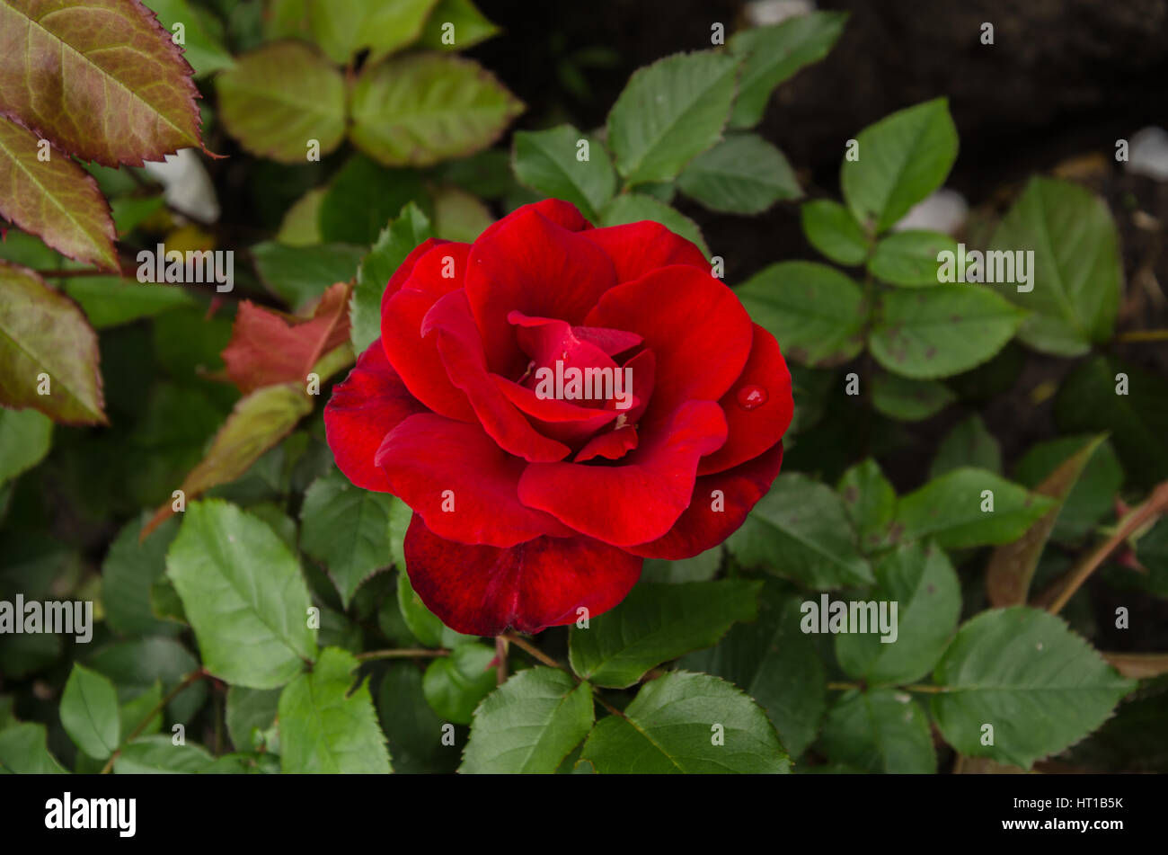 Velvet flower hi-res stock photography and images - Alamy