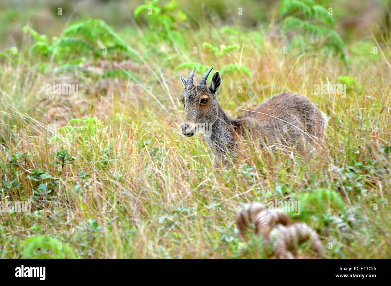 Wild, Goat, Animal, Extinct, Endangered, Nilgiri, Neelgiri, India Stock ...