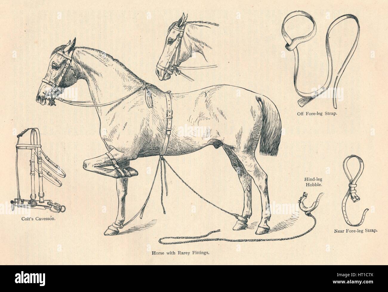 John Rarey High Resolution Stock Photography and Images - Alamy