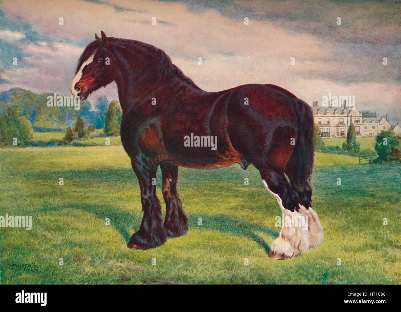 Shire Horse stallion Harold, c1905 (c1910). Artist: Frank Babbage Stock ...