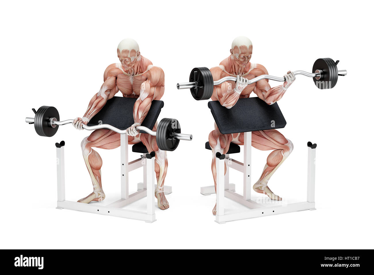 Preacher Curls