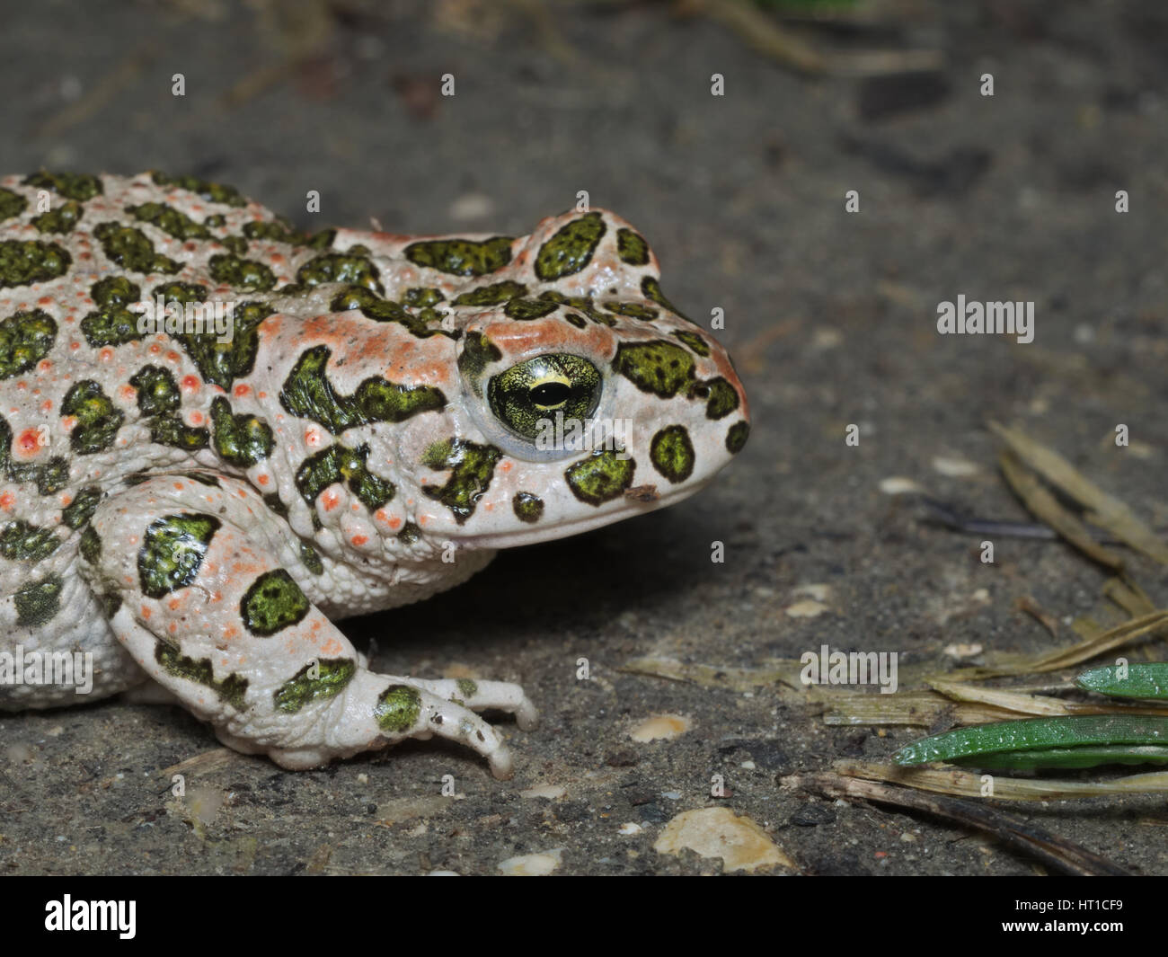 European green toad (Bufotes viridis) wandering on moss in an Italian ...