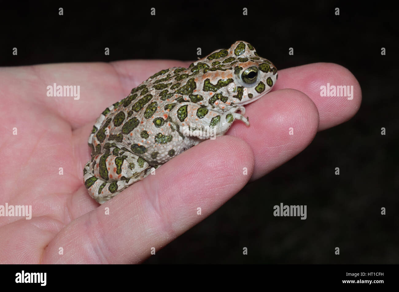 European green toad (Bufotes viridis) sitting on an human hand Stock ...