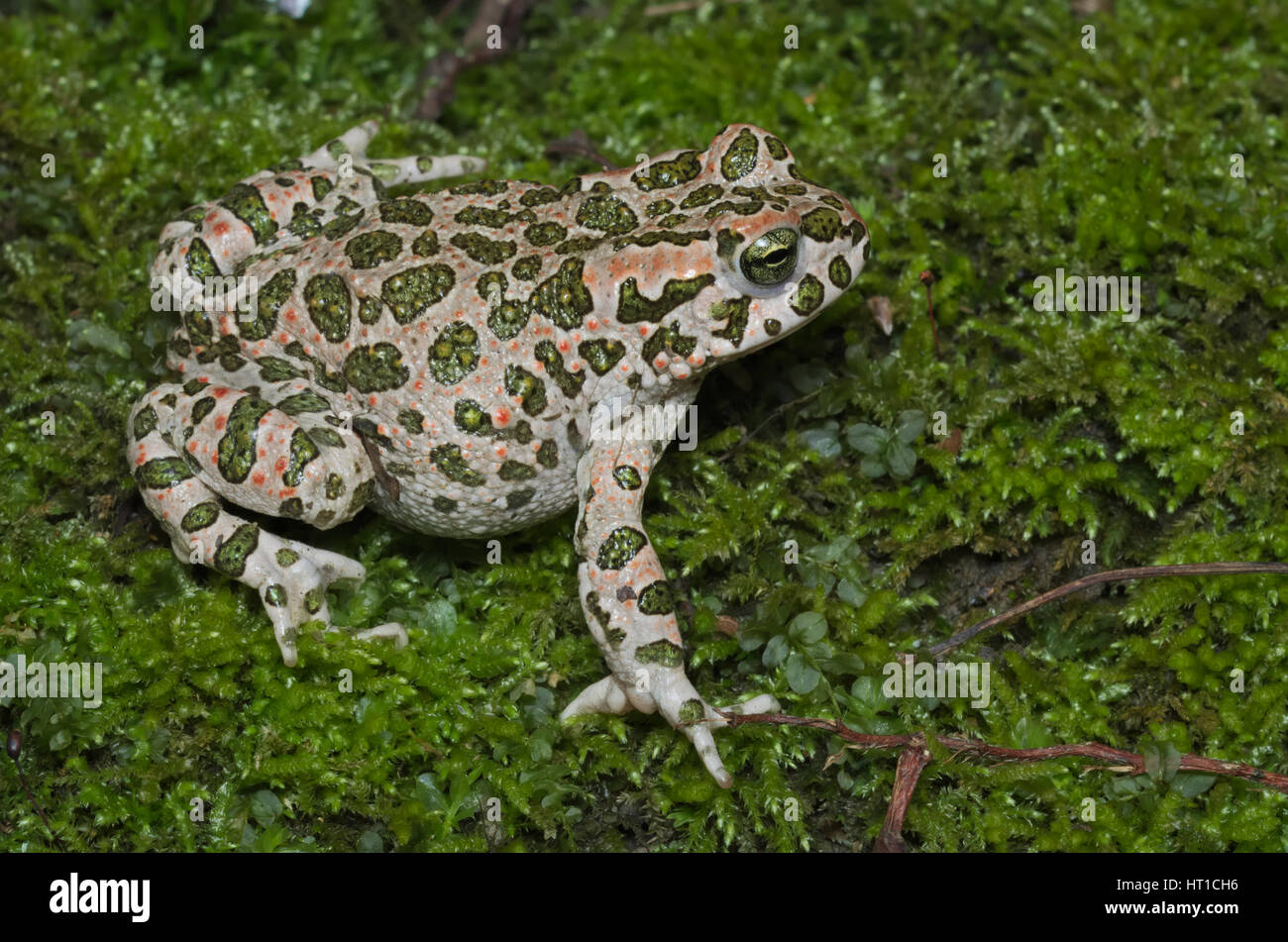European green toad (Bufotes viridis) wandering on moss in an Italian ...