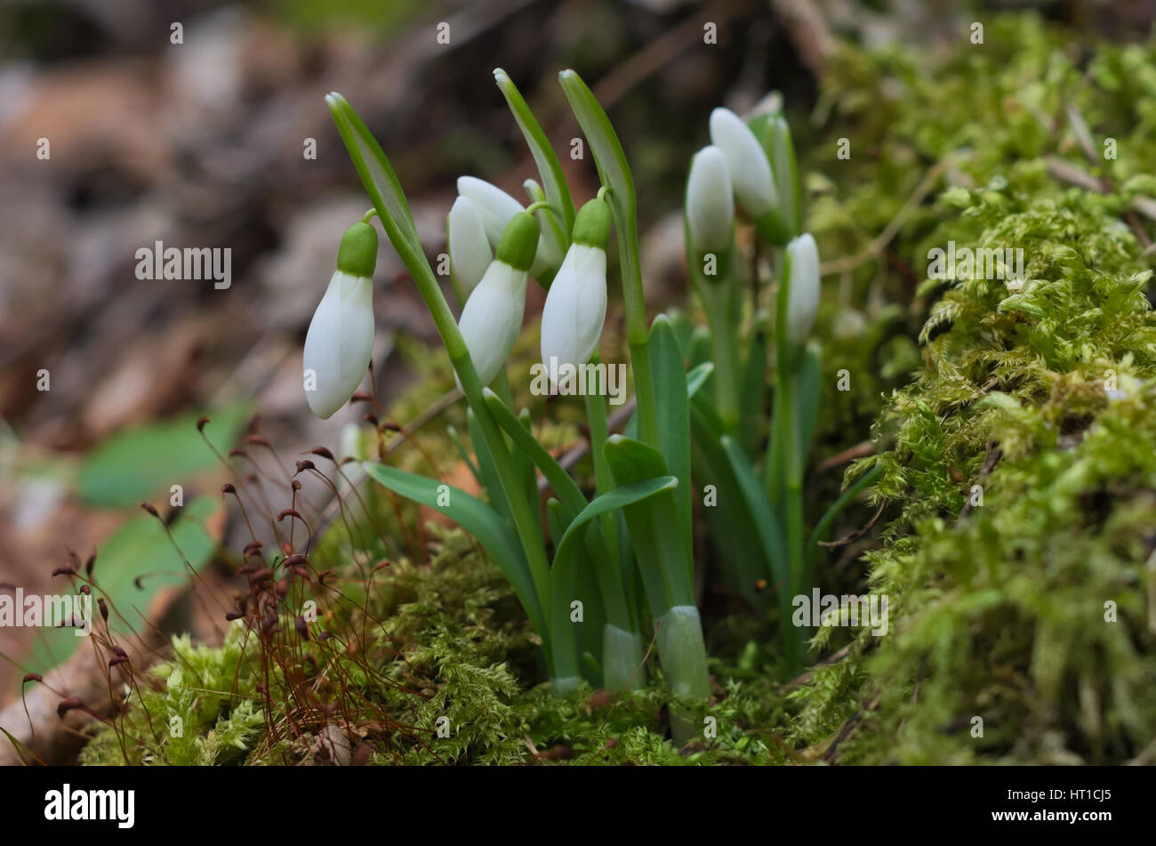 Common snowdrop (Galanthus nivalis) blooming between the end of the ...