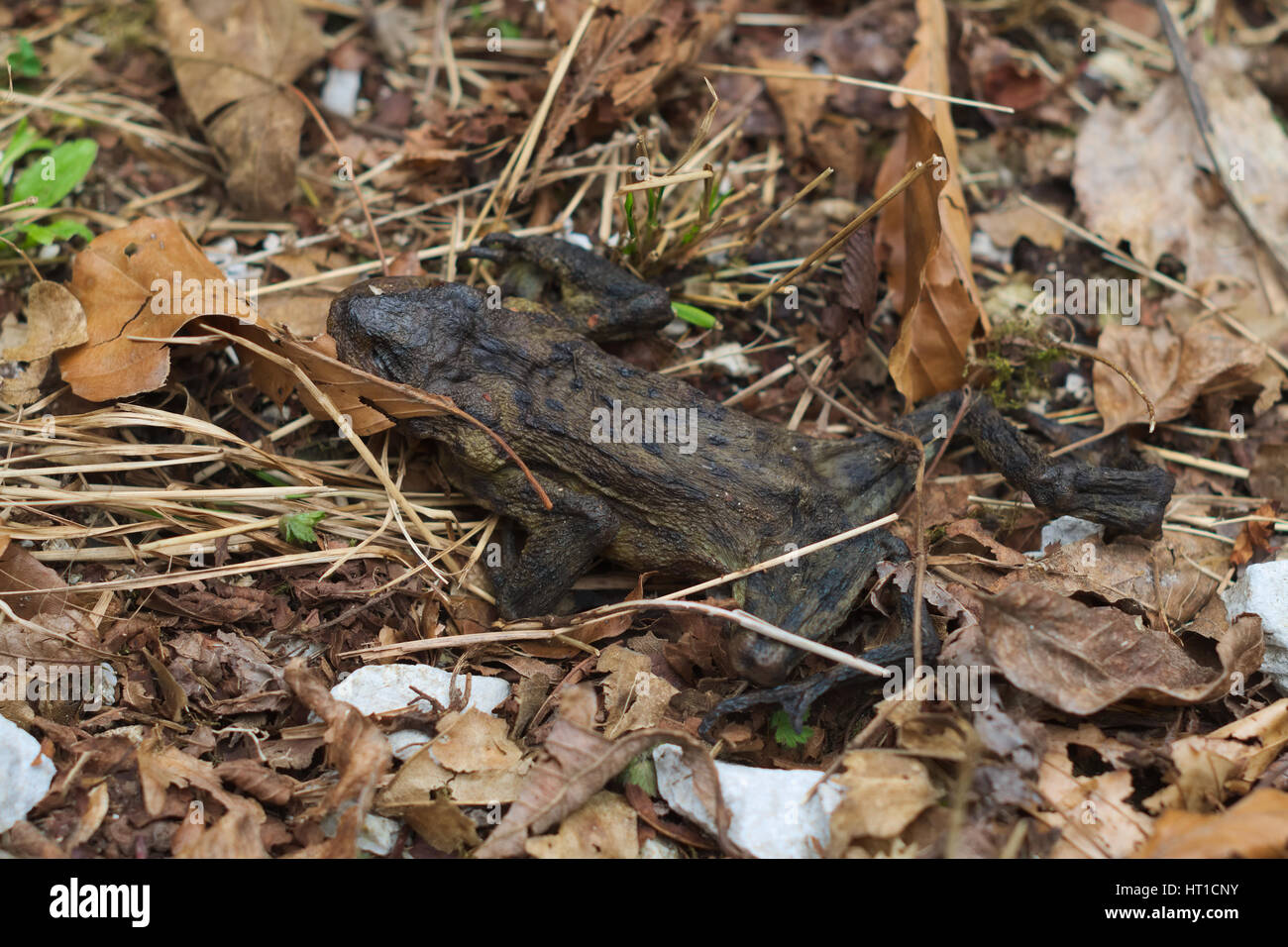Frog crushed hi-res stock photography and images - Alamy