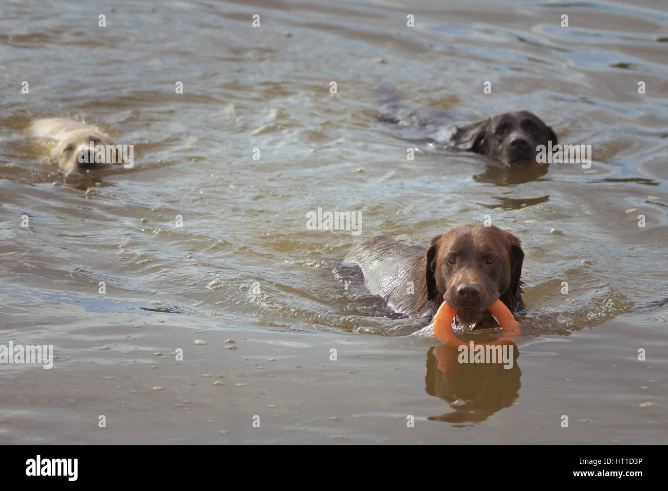 Three Labrador Retrievers play in the water with an orange ring toy ...